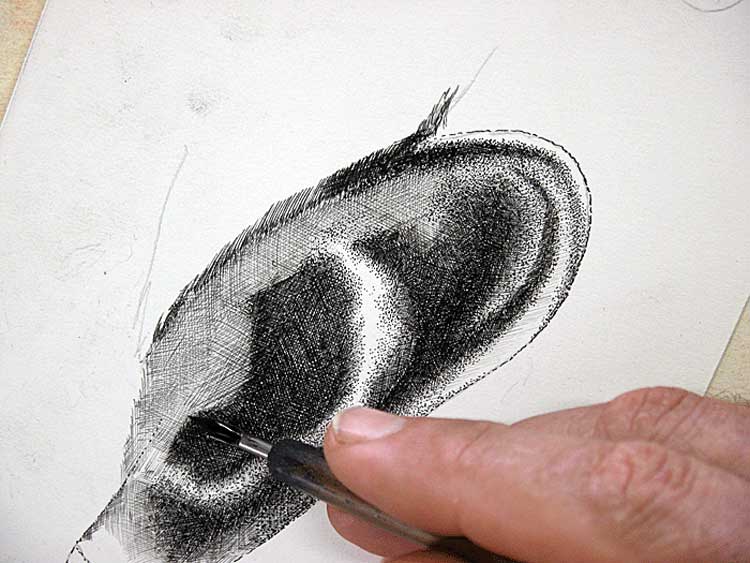 Through the eyes of John Baselmans: How to draw ears in pen and ink 1