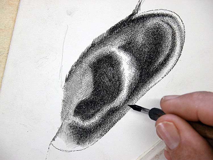Through the eyes of John Baselmans: How to draw ears in pen and ink 1